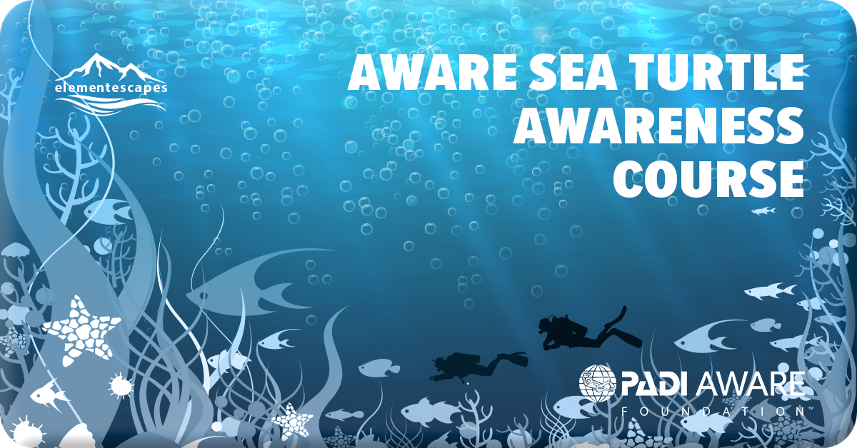 AWARE Sea Turtle Awareness Course | Element Escapes